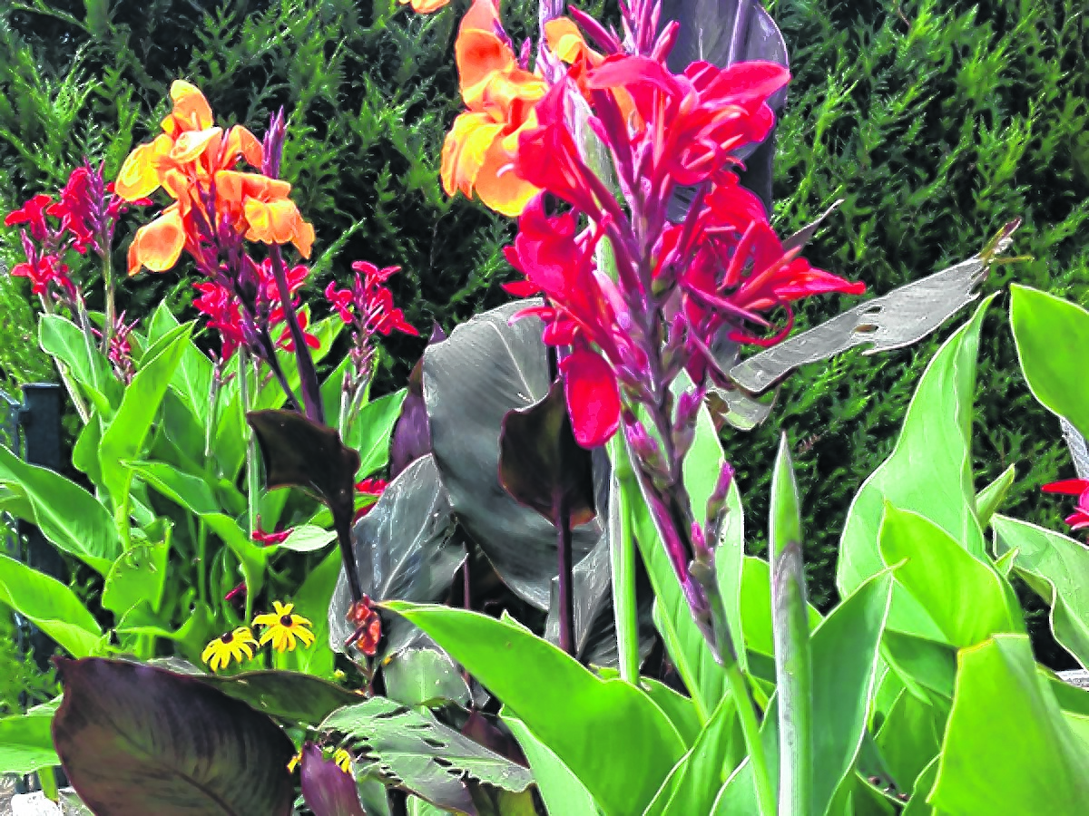 Jardín: hasta despedir el otoño…¡es tiempo de Achiras! - Diario Río Negro