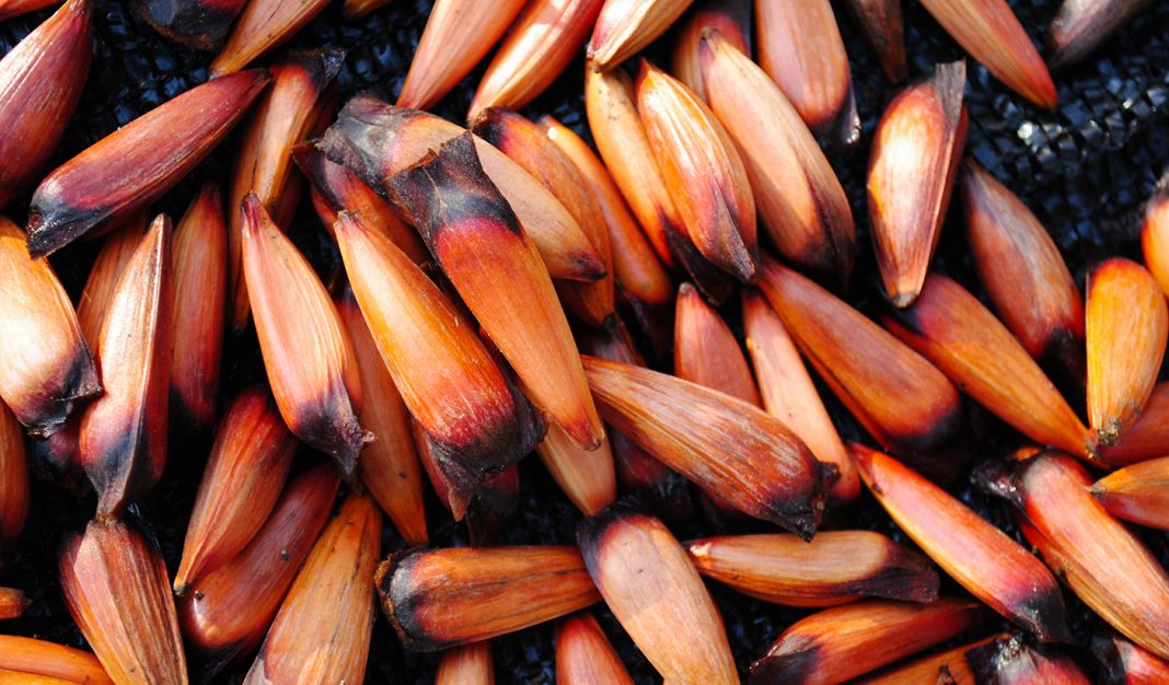 Comenzó la temporada de recolección de piñones para consumo - Diario ...