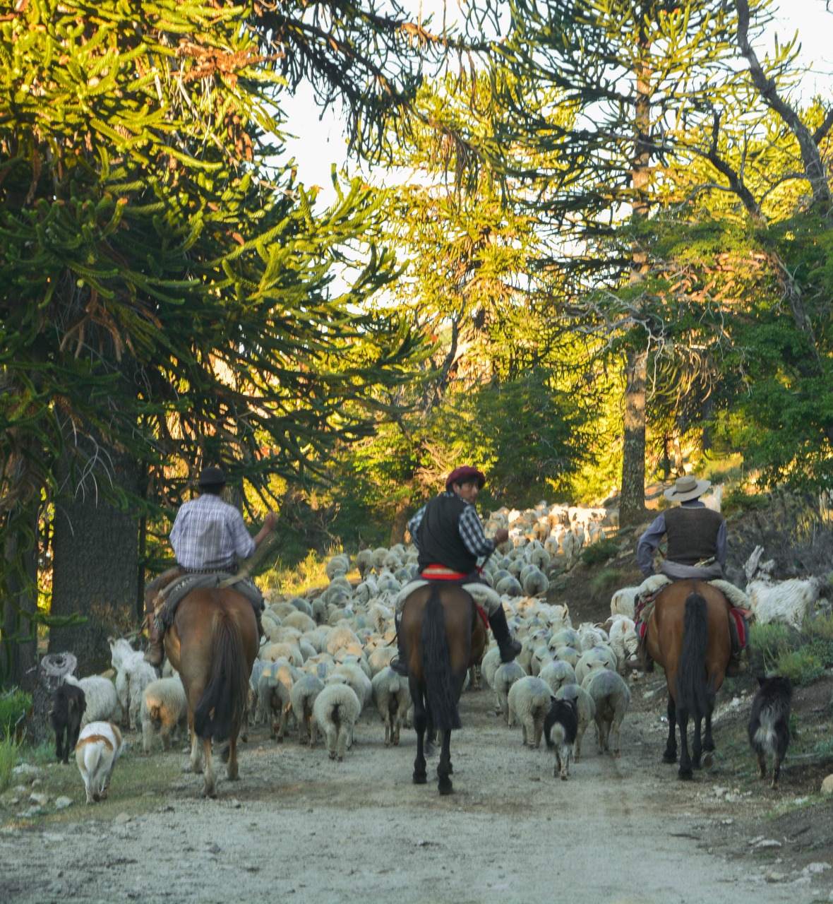 Escenas de la vida cotidiana mapuche filmadas en Super 8 - Diario Río Negro