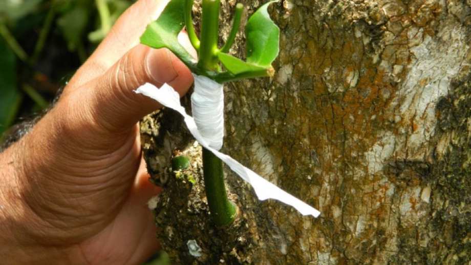 Injertos: una actividad delicada y muchas veces necesaria