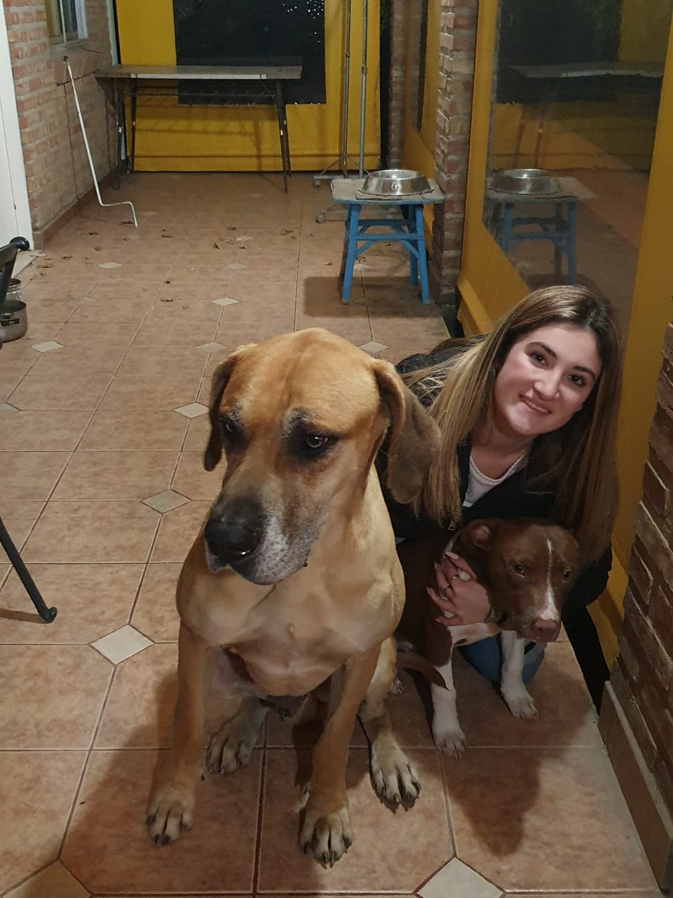 Milo, el perro que se perdió durante 7 meses en una isla de Neuquén ...