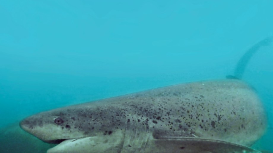 El tiburón gatopardo está amenazado por la pesca deportiva en las ...