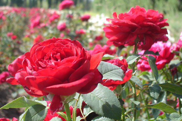 Jardín: consejos para tener los rosales más lindos - Diario Río Negro