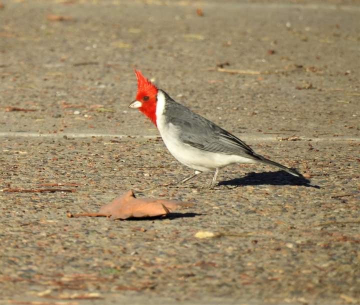 Las aves de la Patagonia en fotos y un aporte a la ciencia - Diario Río ...