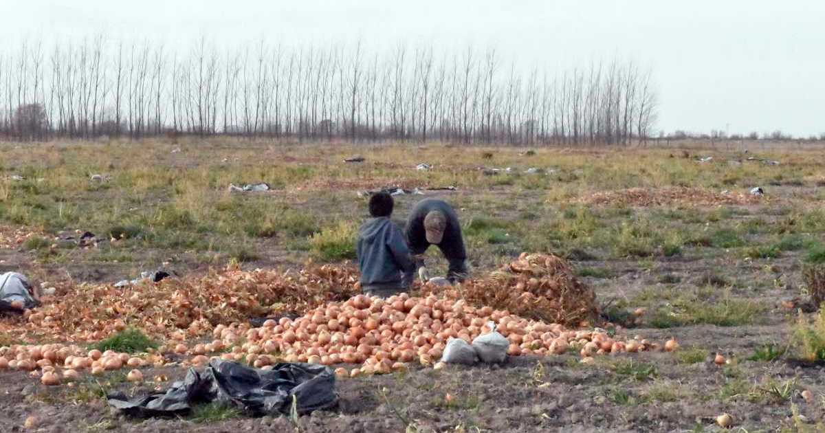 Más de 45 millones de kilos de cebollas quedarán en los campos sin ...