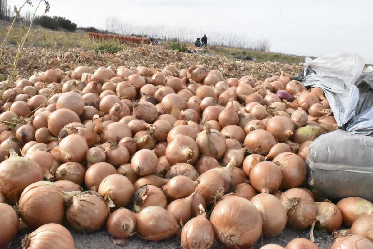 Los ciclos económicos de la cebolla que golpean de lleno al productor ...