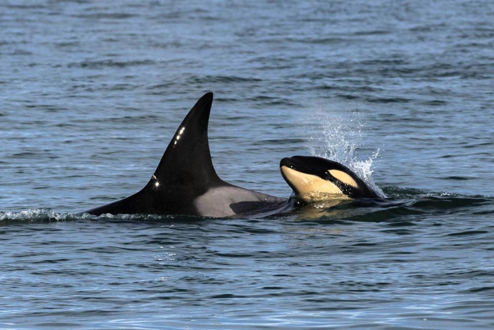 Las orcas visitaron La Lobería y Bahía Rosas para presentar en sociedad ...