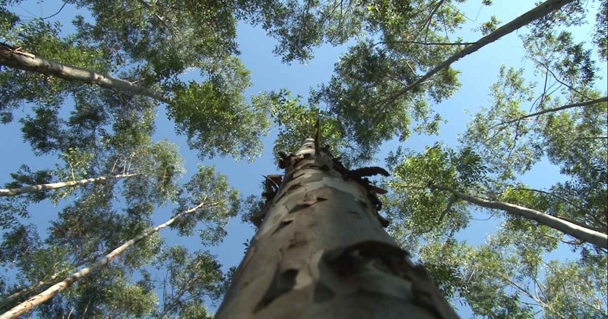 Día del árbol: Sanidad forestal sin fronteras - Diario Río Negro