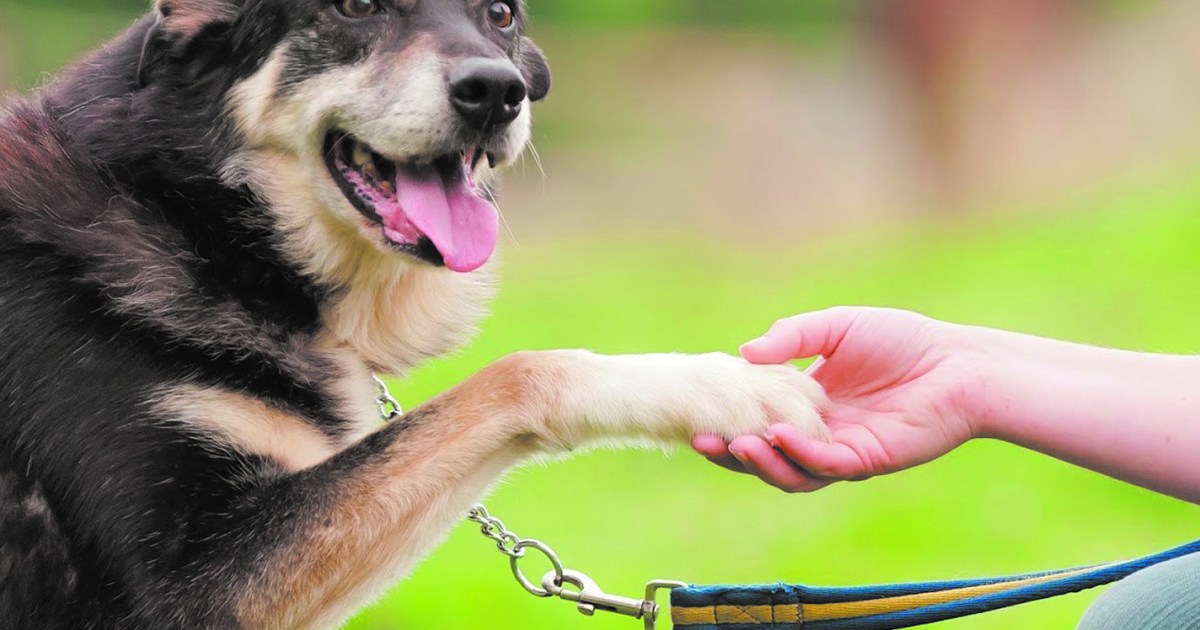 La conducta de los perros: métodos y aprendizaje - Diario Río Negro