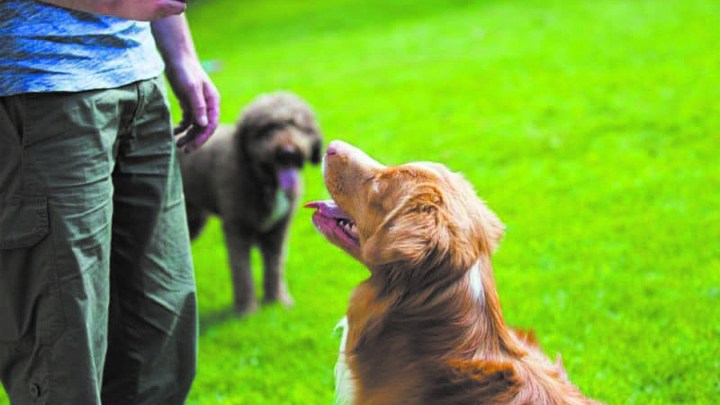 La conducta de los perros: métodos y aprendizaje - Diario Río Negro