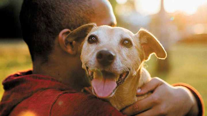 Consejos para “entenderte” mejor con tu perro - Diario Río Negro