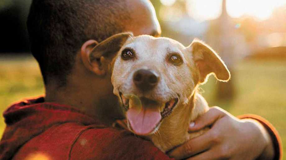 Consejos para “entenderte” mejor con tu perro - Diario Río Negro