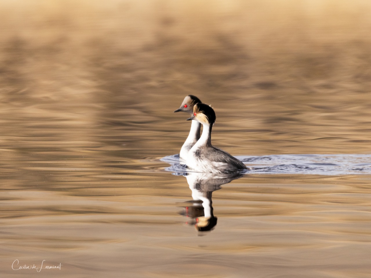 Es la mejor época para escuchar de cerca el canto de las aves - Diario ...