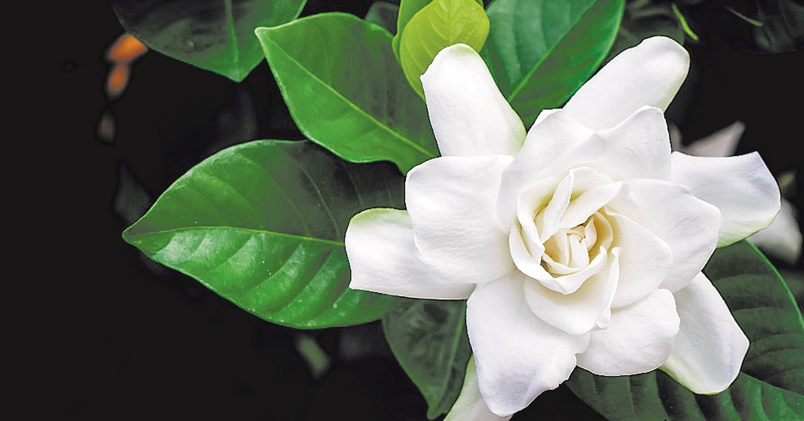 Jazmines: belleza y perfume en todas sus variedades - Diario Río Negro