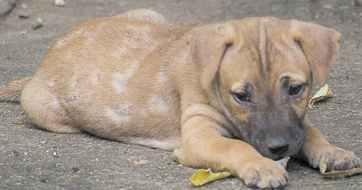 Sarnas: cómo diferenciarlas y qué hacer al respecto - Diario Río Negro