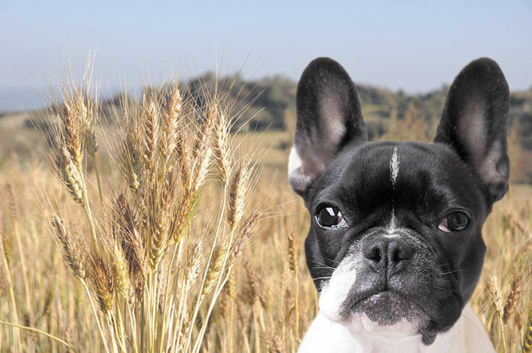 Espigas: el enemigo de la naturaleza para los perros - Diario Río Negro