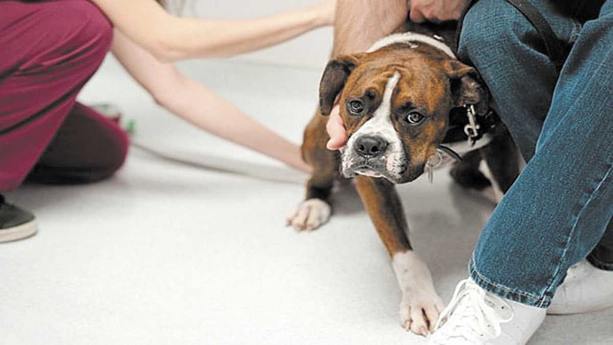 Demasiado ruido: qué hacer cuando un perro tiene miedo - Diario Río Negro