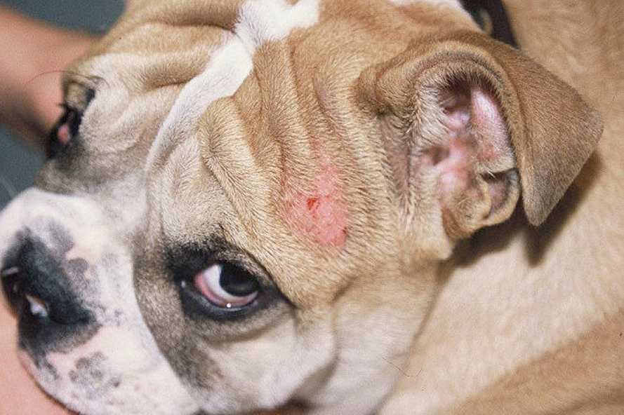 Sarnas: cómo diferenciarlas y qué hacer al respecto