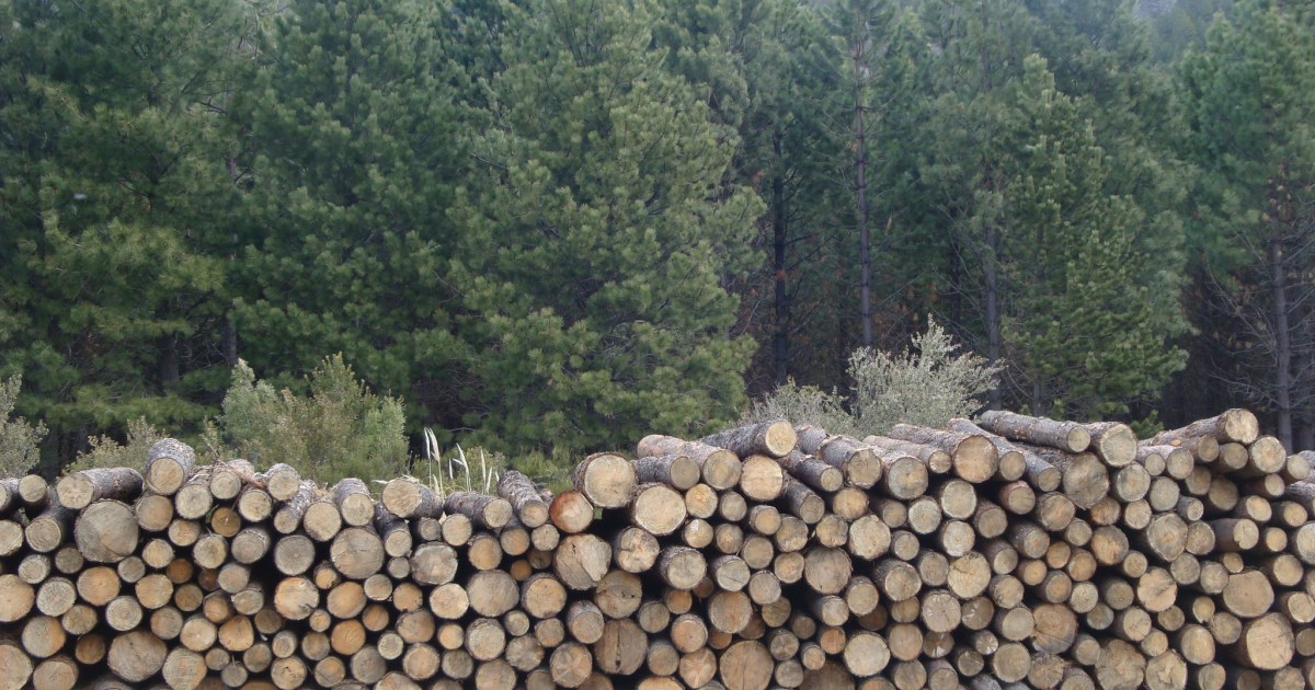 El rol de los bosques en un mundo diferente - Diario Río Negro