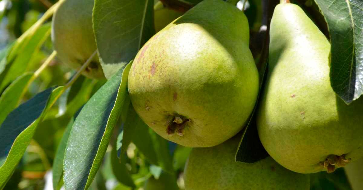 Cae la exportación de peras y manzanas de Río Negro y Neuquén - Diario ...