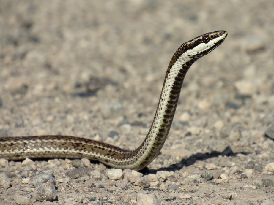 Consejos ante el hallazgo de una yarará o culebra - Diario Río Negro