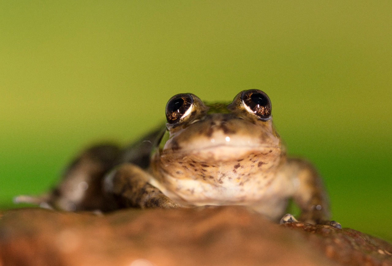 Creció la población de la ranita de Valcheta, una especie en peligro ...