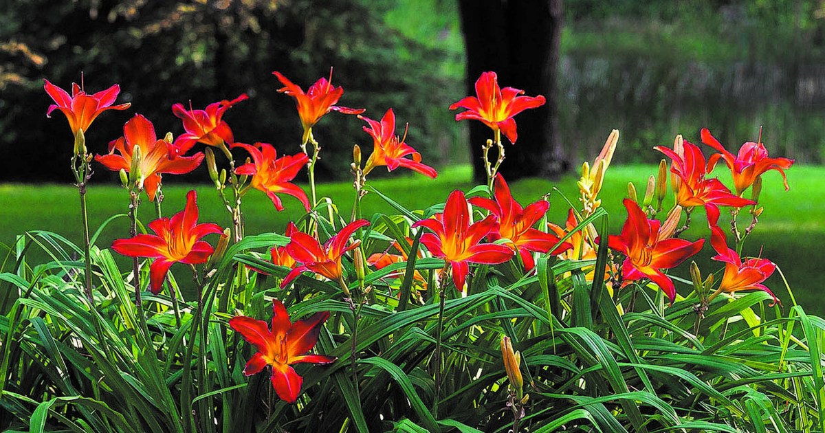 Flores que se destacan: las plantas que llenan de color - Diario Río Negro