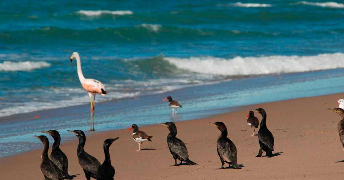 La Isla de los Pájaros, un ambiente de belleza natural - Diario Río Negro