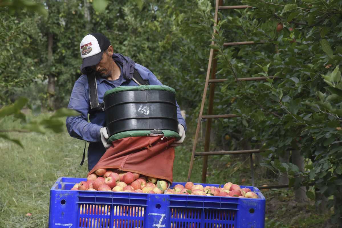 Adelantan la cosecha de la manzana Red Delicious en el Alto Valle