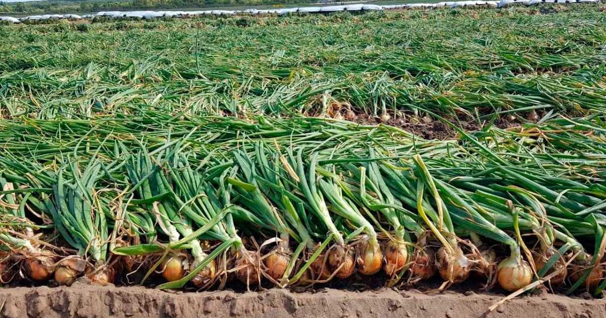 Comienza la temporada de cebolla con buenas expectativas de precios ...