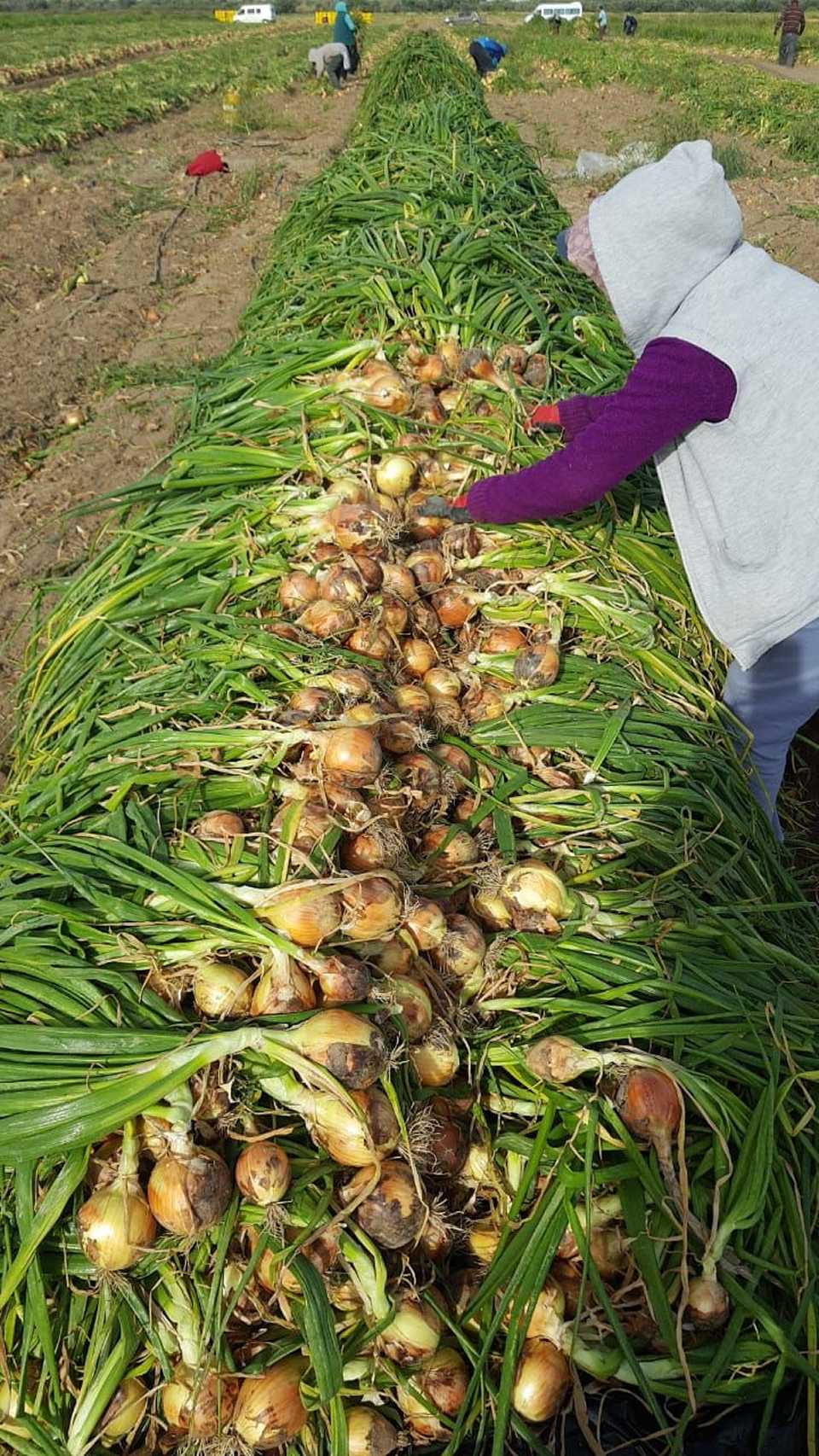 Comienza la temporada de cebolla con buenas expectativas de precios ...