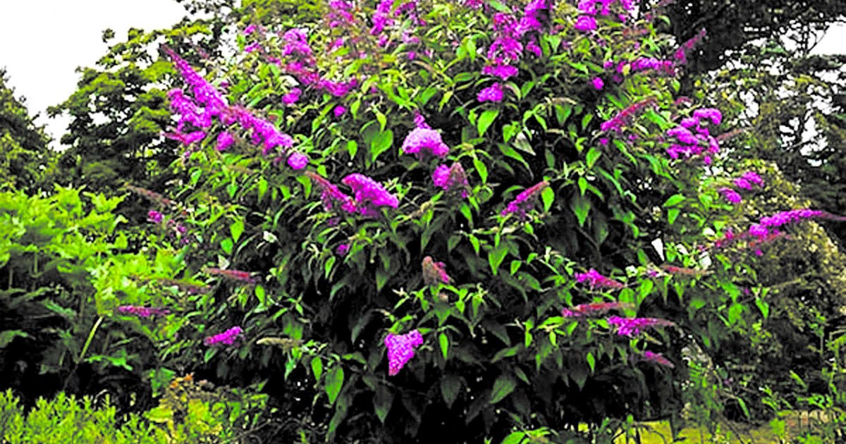 Jardín: la planta de las mariposas nos regala su encanto - Diario Río Negro