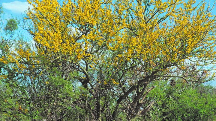 Plantas autóctonas: Jarilla, una especie típica de nuestra región ...