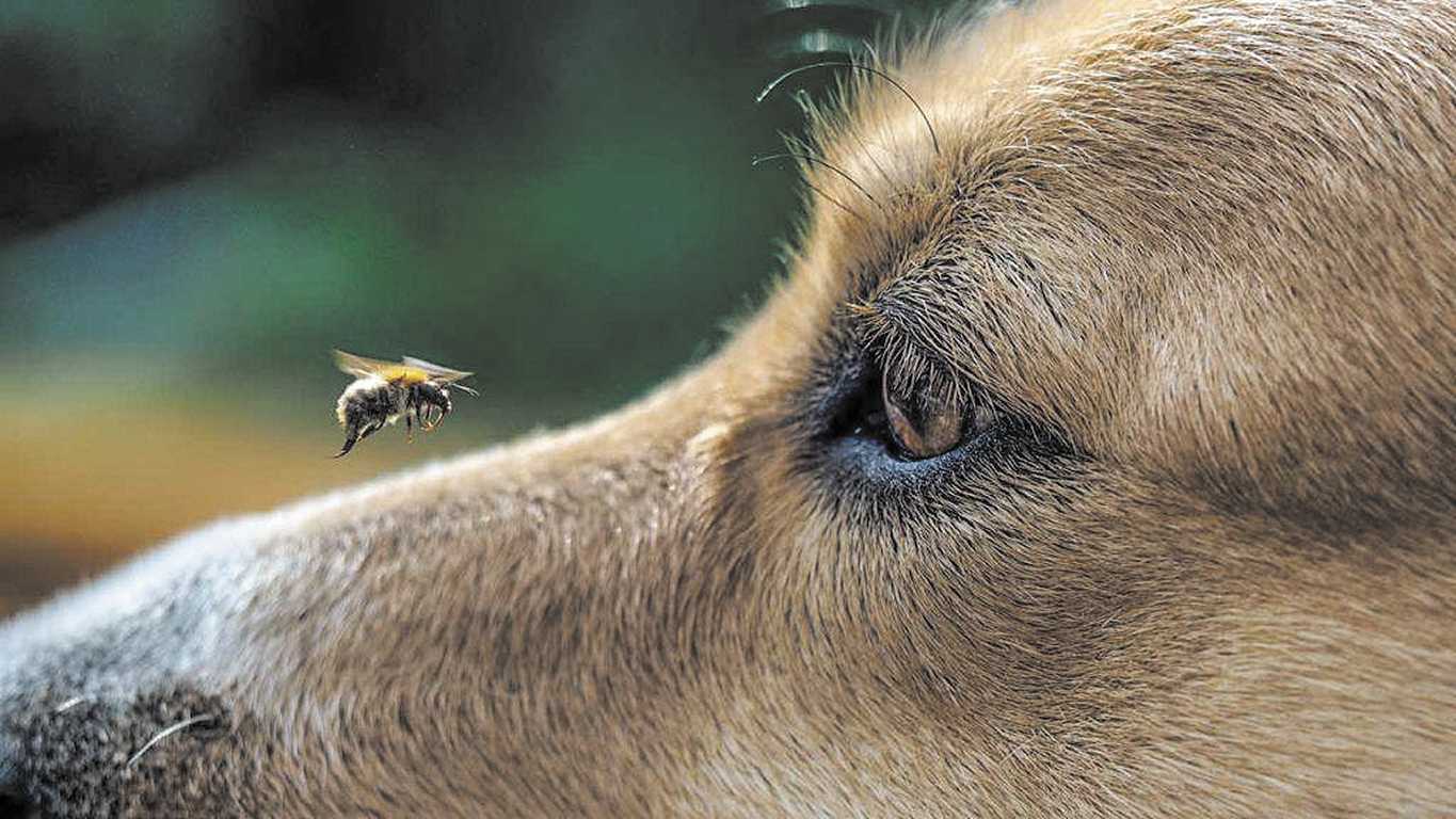 Abejas, alacranes y arañas, esos vecinos molestos - Diario Río Negro