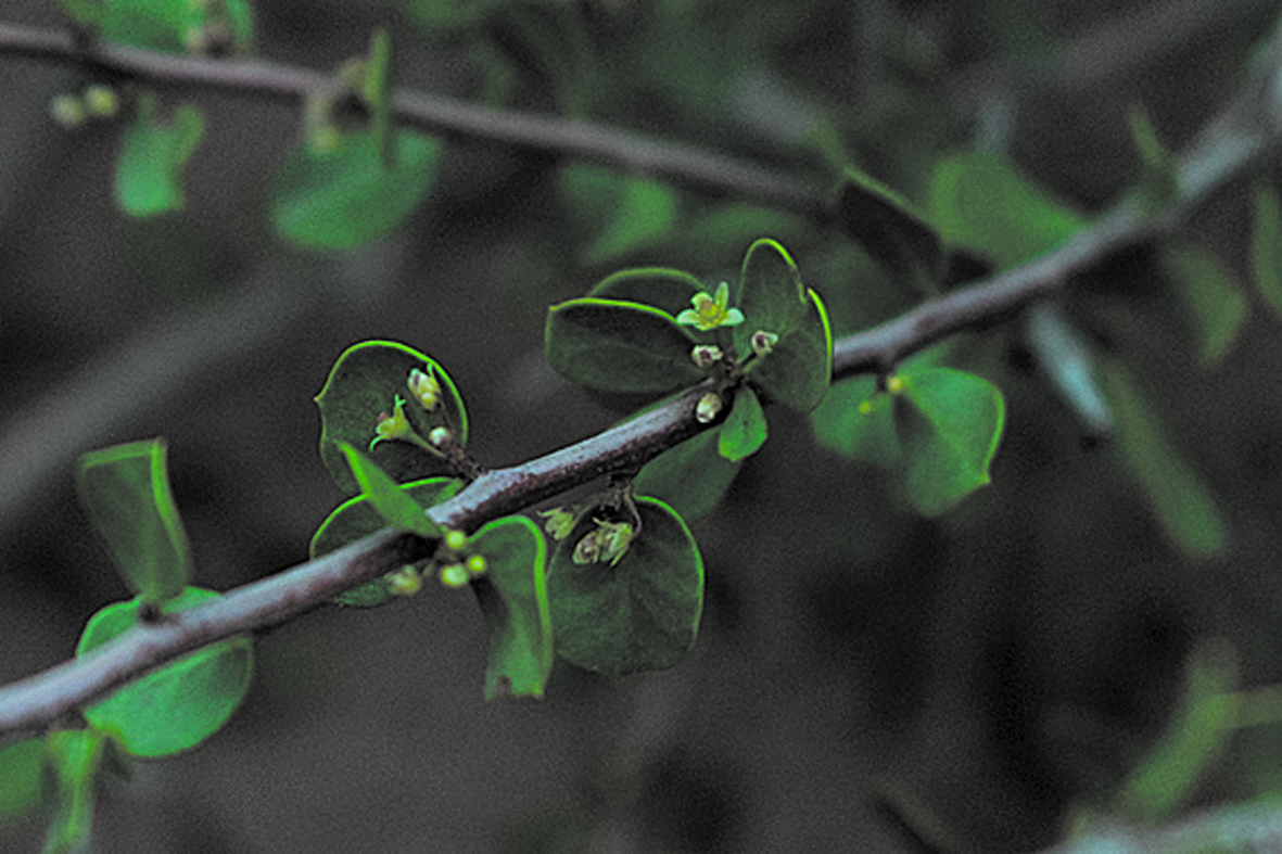 Plantas autóctonas: el “Molle”, y sus múltiples usos - Diario Río Negro