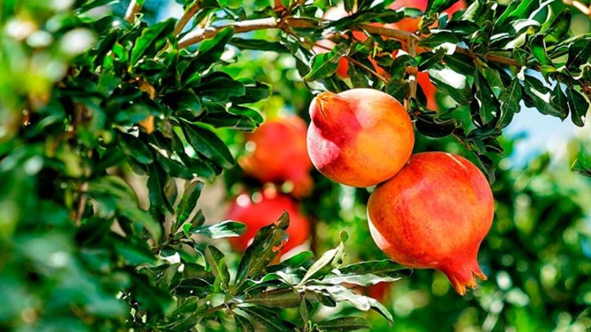 Granado: flores llamativas y frutos exquisitos - Diario Río Negro