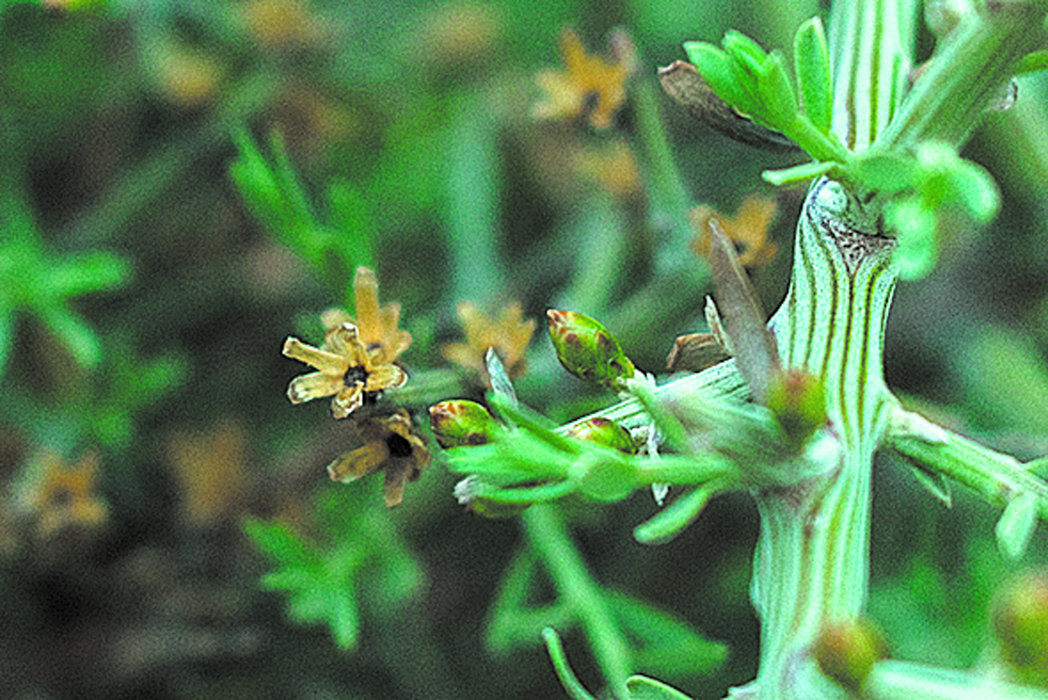 Plantas autóctonas: Pintar de azul con el “Matorro” - Diario Río Negro