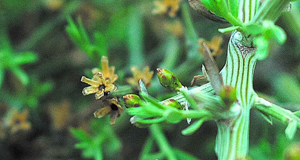 Plantas autóctonas: Pintar de azul con el “Matorro” - Diario Río Negro