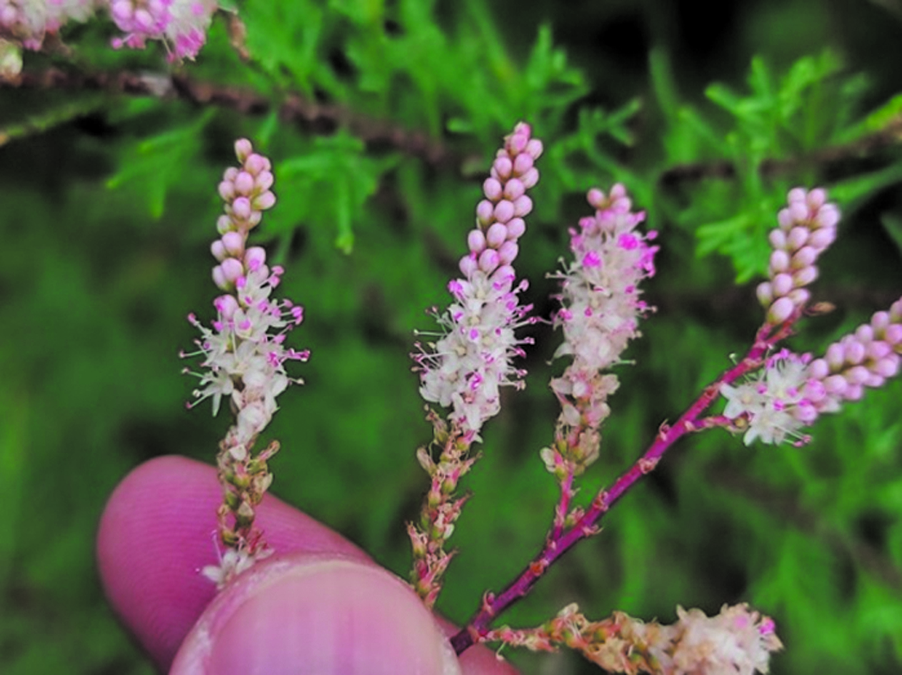 Plantas autóctonas: Tamarisco, una especie adoptiva - Diario Río Negro