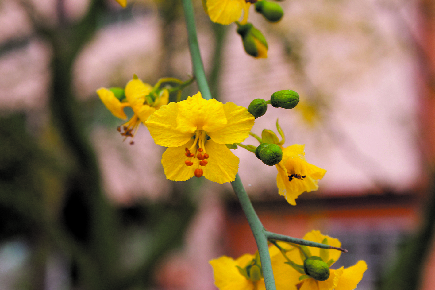 Plantas autóctonas: El árbol que produce la goma brea - Diario Río Negro