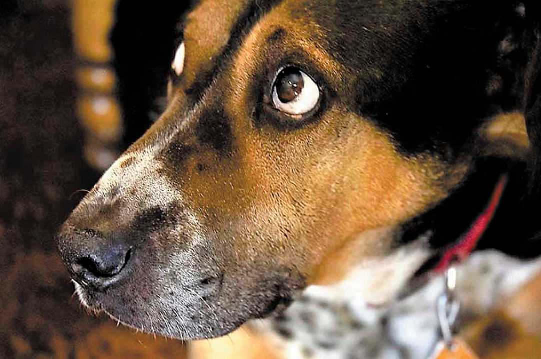 Miedos y fobias de nuestros amigos perrunos - Diario Río Negro