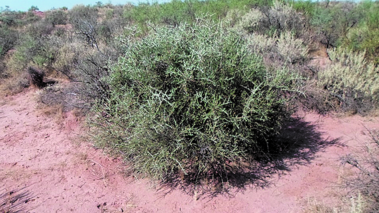 Plantas autóctonas: Pintar de azul con el “Matorro” - Diario Río Negro