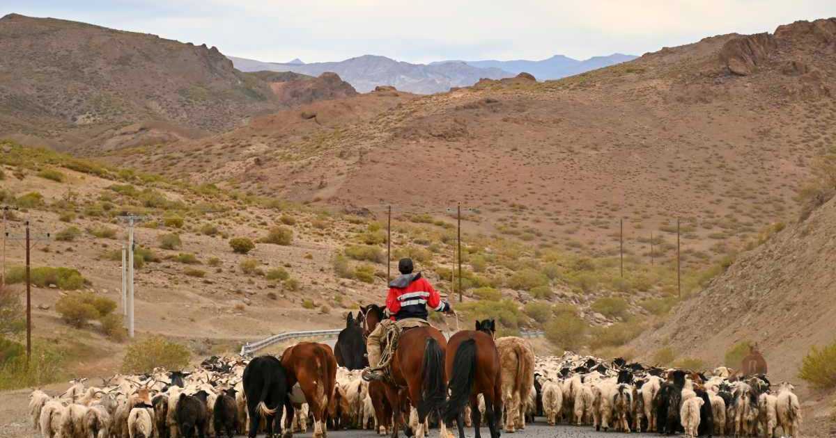 Comenzó el operativo trashumancia en las rutas de Neuquén - Diario Río ...