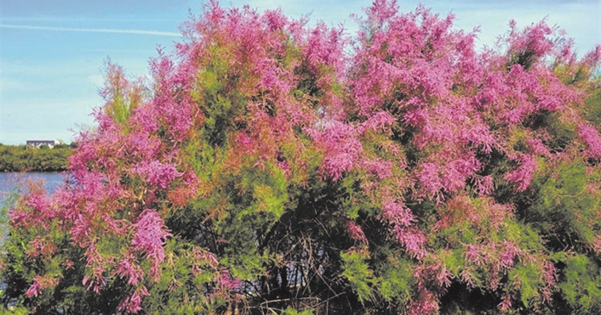 Plantas autóctonas: Tamarisco, una especie adoptiva - Diario Río Negro