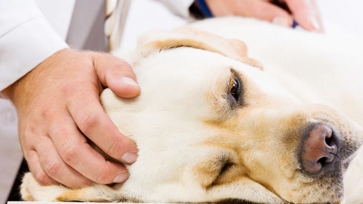 TVT: lo que hay que saber de este tumor venéreo - Diario Río Negro