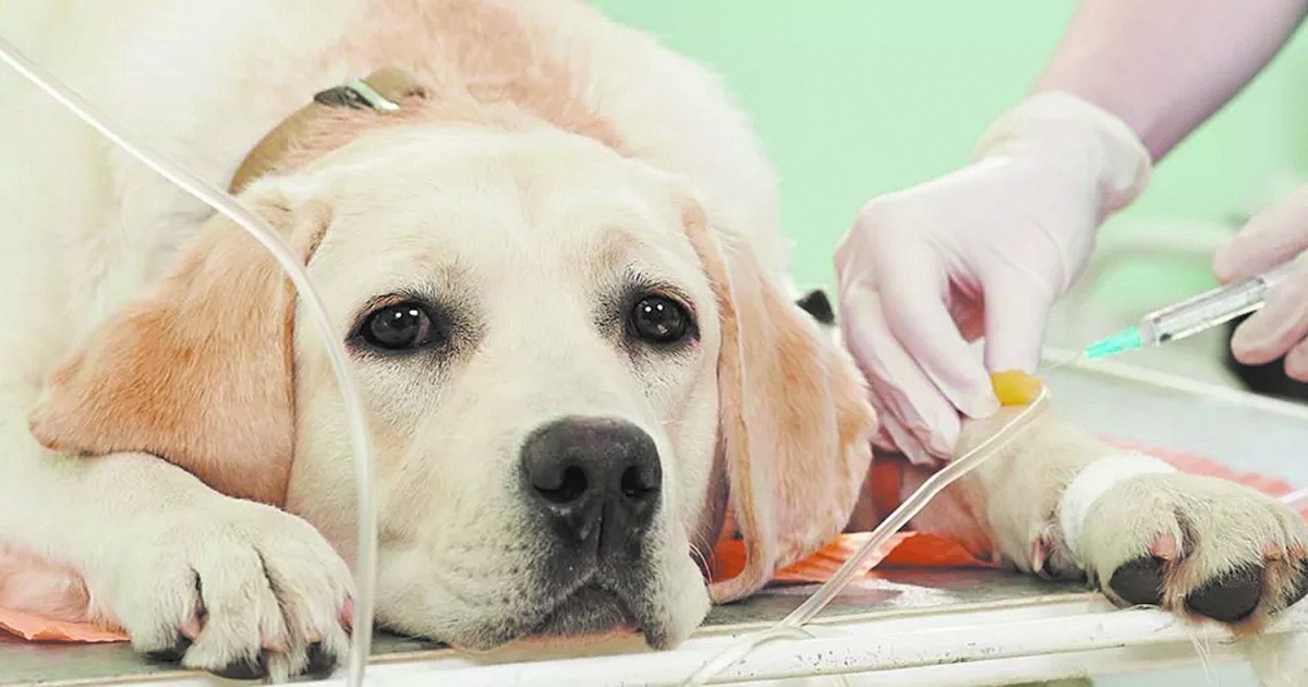 TVT: lo que hay que saber de este tumor venéreo - Diario Río Negro