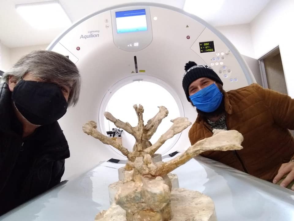 Les hicieron tomografías a pacientes de 80 millones de años en Plaza ...