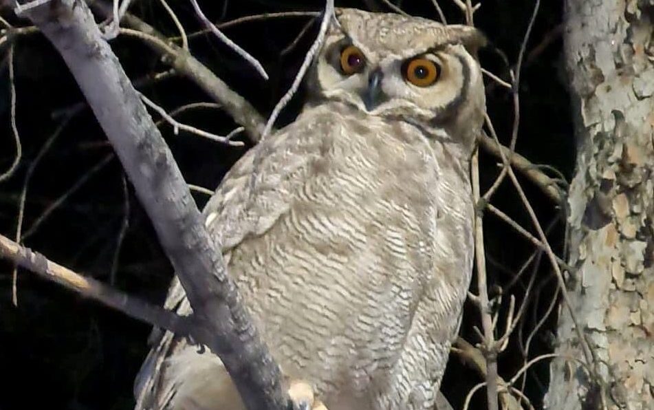 Corrían por el Parque Norte y se toparon con un búho pocas veces visto ...