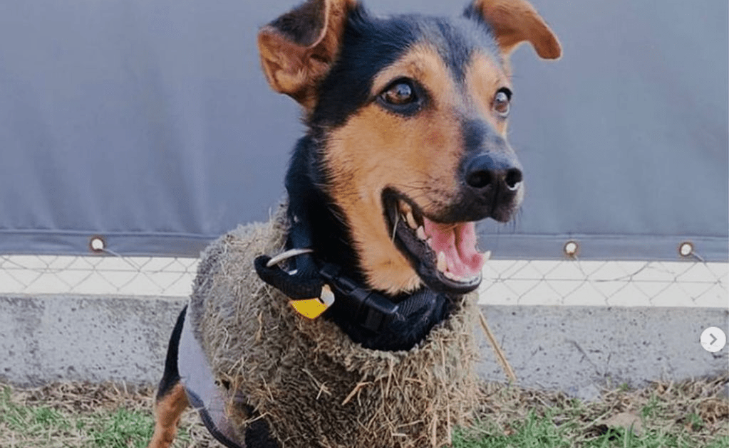 El perro «Coco» terminó la cuarentena y viaja a Córdoba a reencontrarse ...