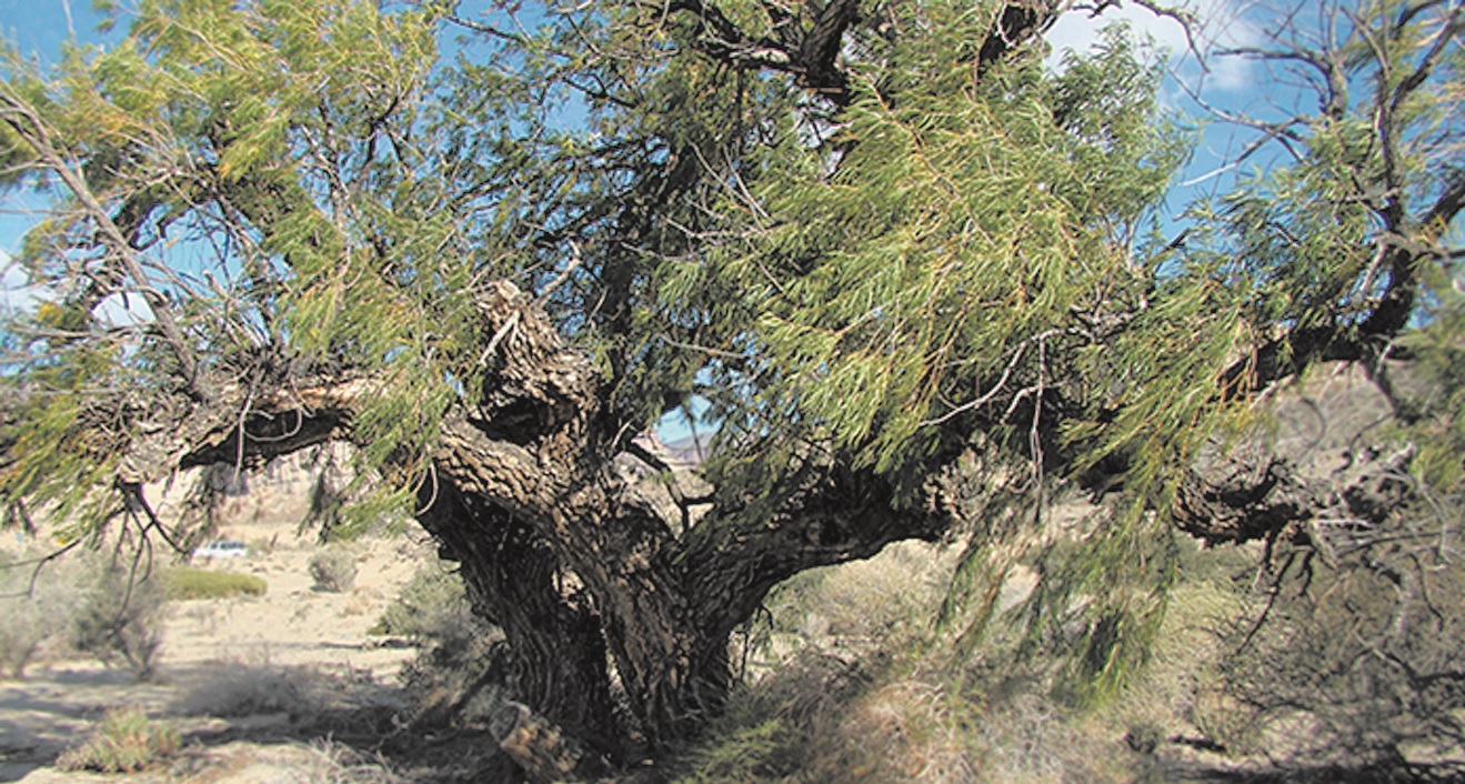 Plantas autóctonas: el particular sauce criollo - Diario Río Negro